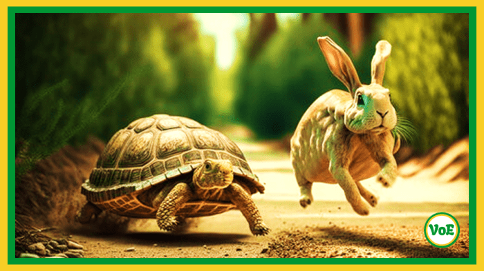 The Story Of Rabbit And Tortoise, And Muslims Of Today – Voice of East