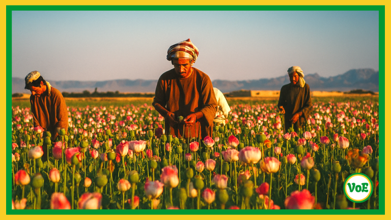 Opium Collapse In Afghanistan: Exposing 40 Years Of US Intelligence ...